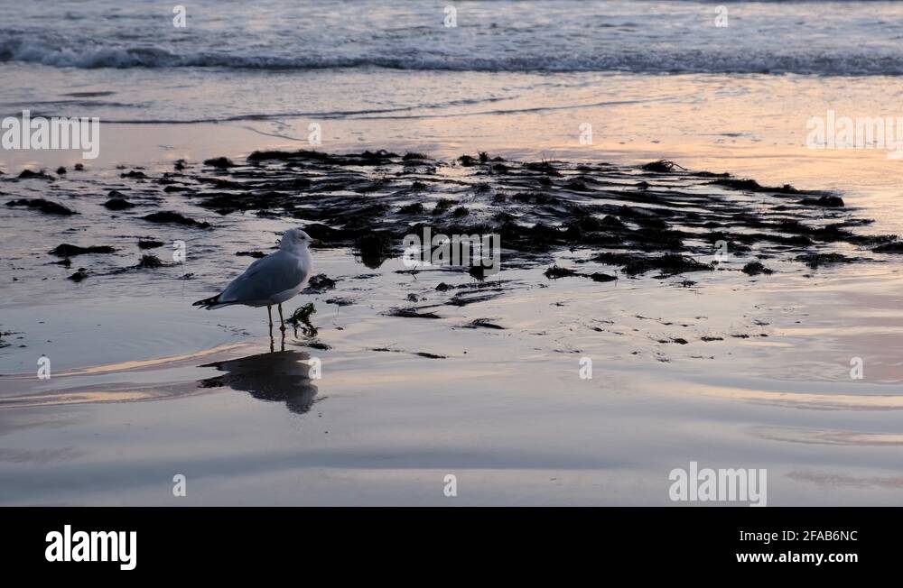 Bird alone on the beach Stock Videos & Footage - HD and 4K Video Clips ...