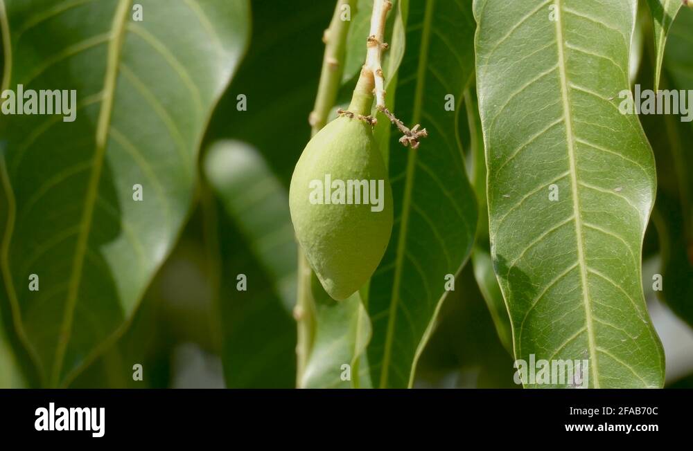 Young mango on mango tree Stock Videos & Footage - HD and 4K Video ...