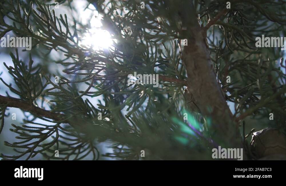 Tree and lens flare Stock Videos & Footage - HD and 4K Video Clips - Alamy