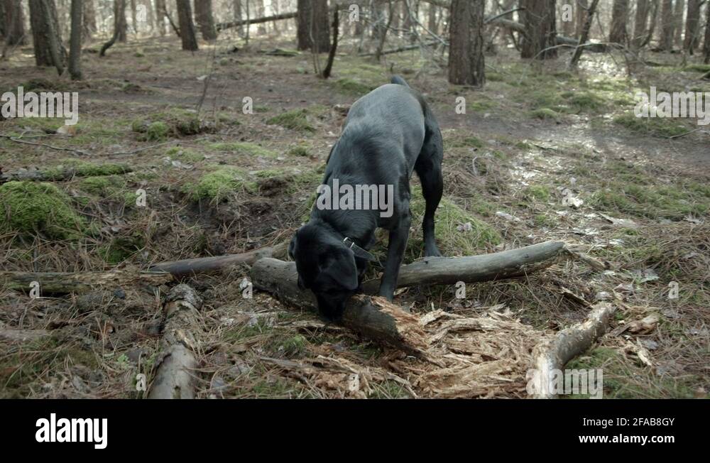 Rotten dog Stock Videos & Footage - HD and 4K Video Clips - Alamy