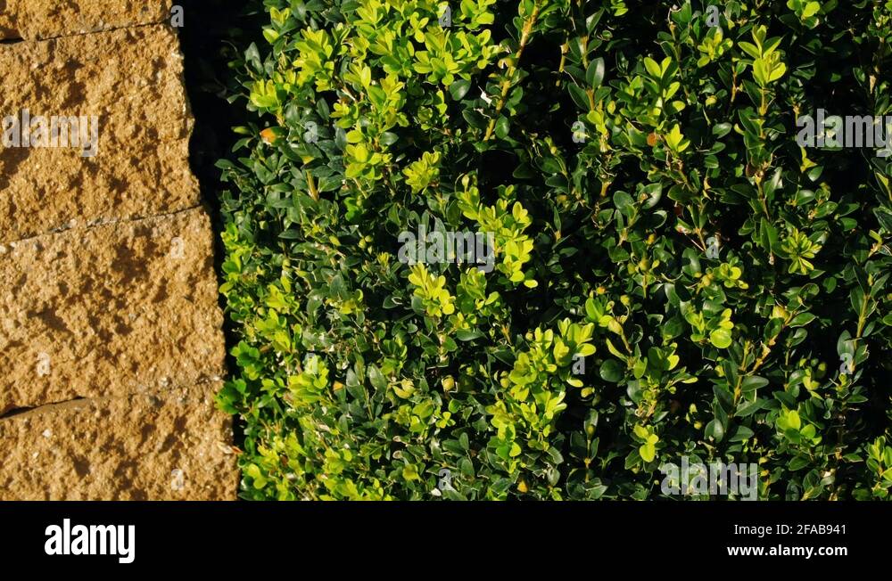Tan bush Stock Videos & Footage - HD and 4K Video Clips - Alamy