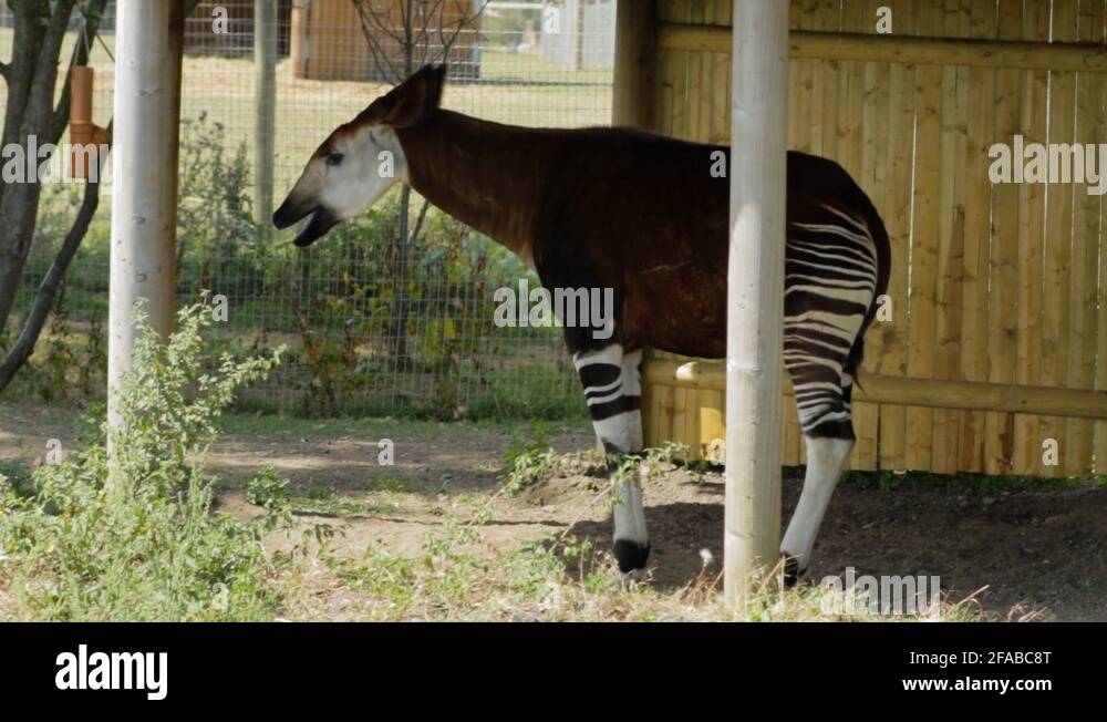Okapi congo Stock Videos & Footage - HD and 4K Video Clips - Alamy