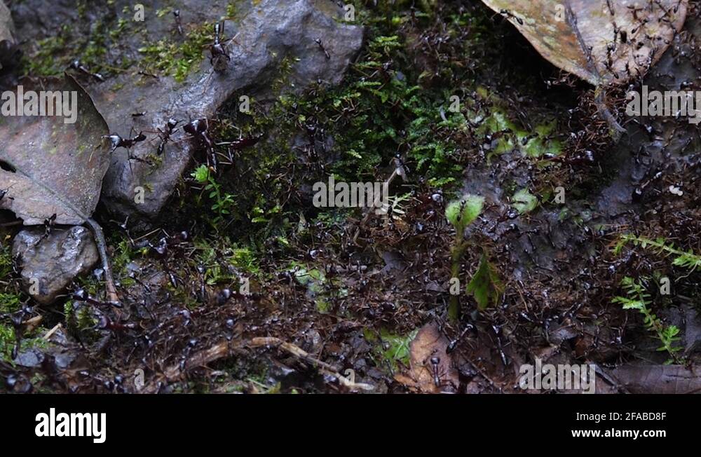 Safari ants Stock Videos & Footage - HD and 4K Video Clips - Alamy