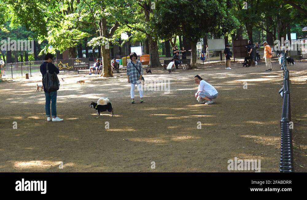 People playing dog Stock Videos & Footage - HD and 4K Video Clips - Alamy