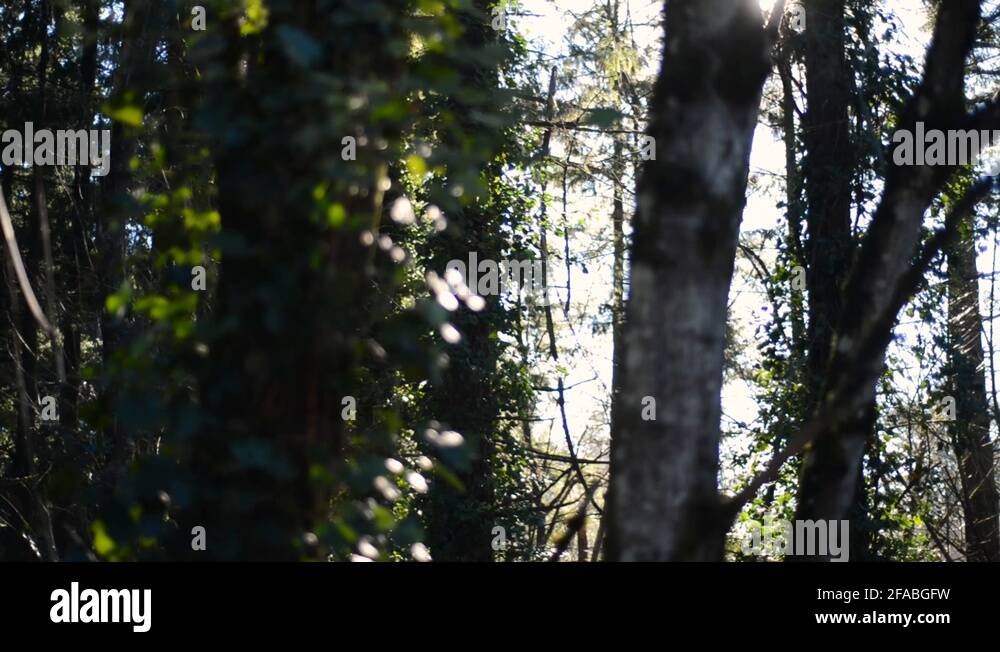 Vine tree branches Stock Videos & Footage - HD and 4K Video Clips - Alamy