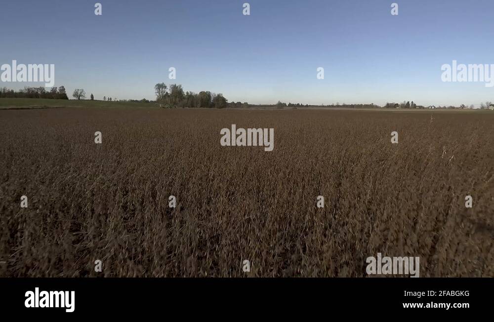 Grain farm Stock Videos & Footage - HD and 4K Video Clips - Alamy