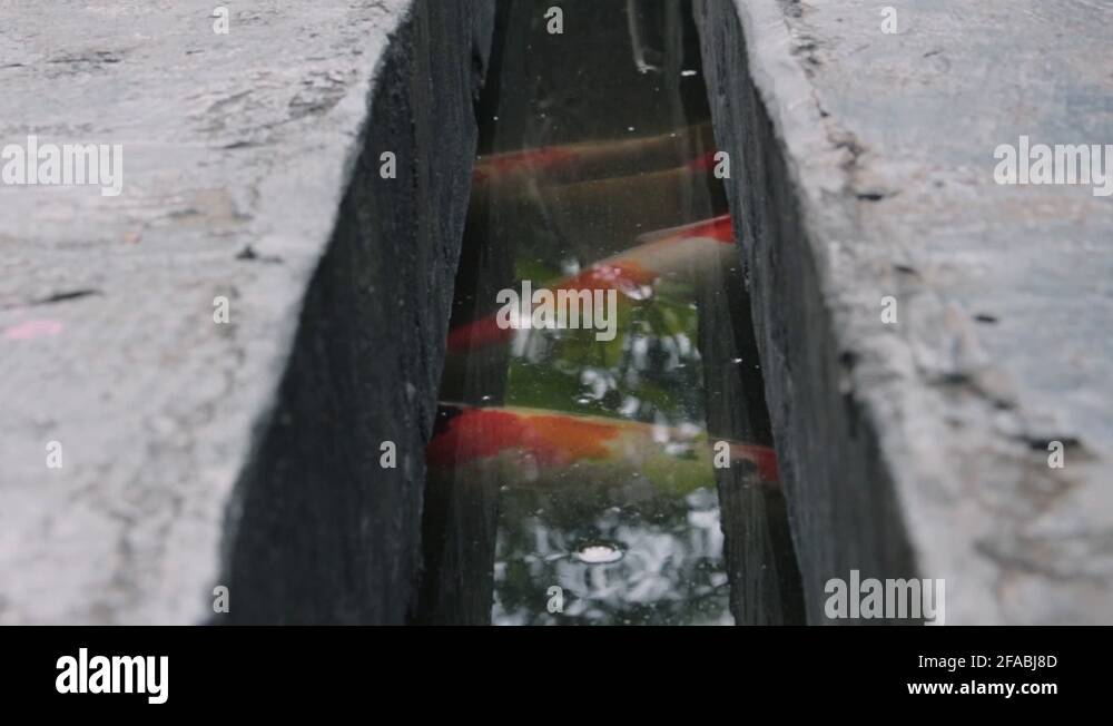 Fish drain Stock Videos & Footage - HD and 4K Video Clips - Alamy