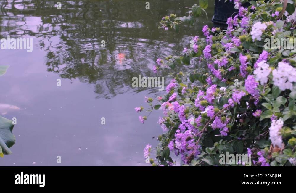 Oriental koi fish design Stock Videos & Footage - HD and 4K Video Clips ...