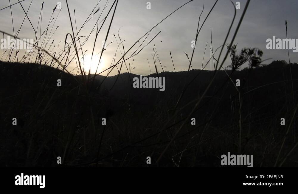 Grass level Stock Videos & Footage - HD and 4K Video Clips - Alamy