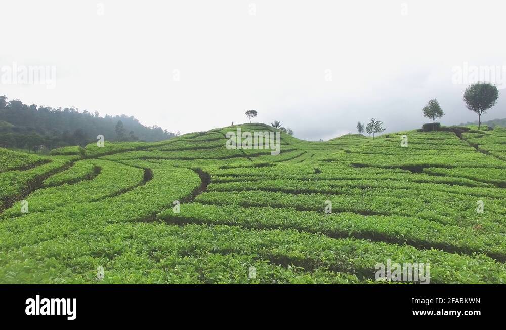 Tea field Stock Videos & Footage - HD and 4K Video Clips - Alamy