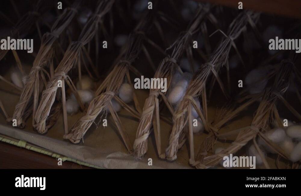Larvae pupate Stock Videos & Footage - HD and 4K Video Clips - Alamy