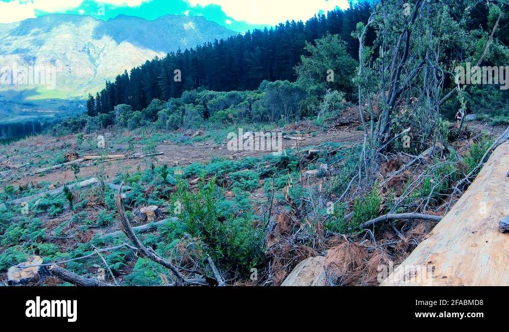 a Sad example of the devastating effect of deforestation on our ...