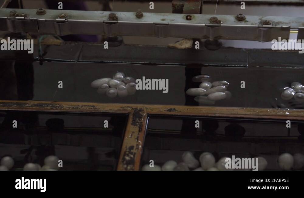 Sericulture process Stock Videos & Footage - HD and 4K Video Clips - Alamy