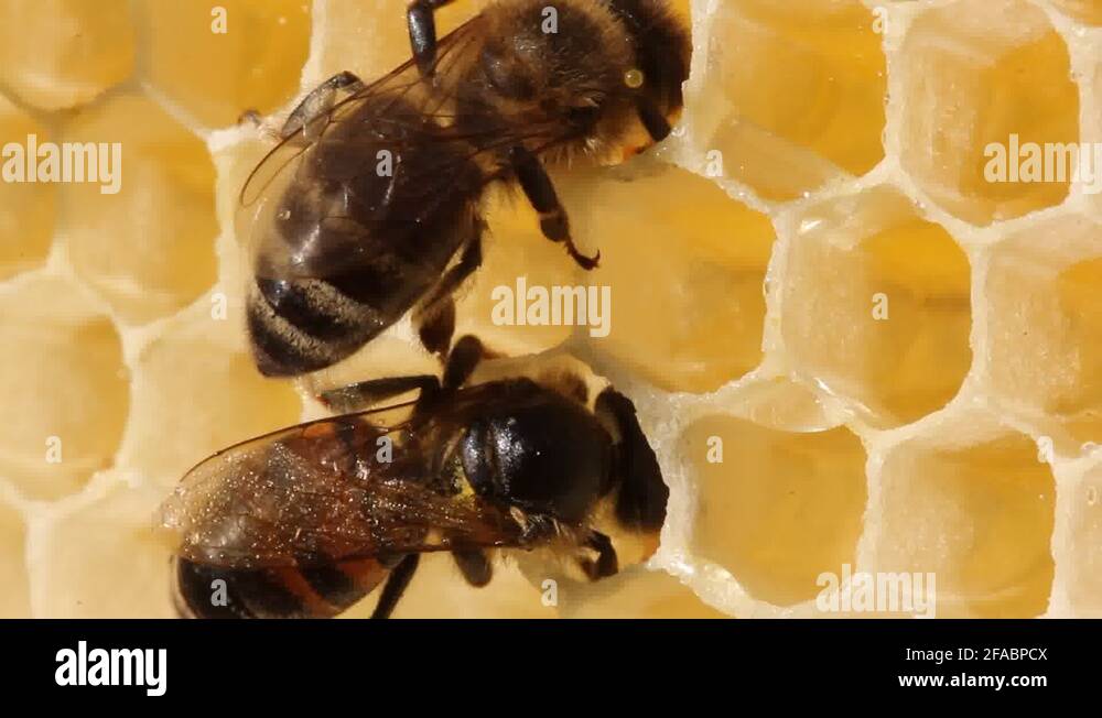 Transform into animals Stock Videos & Footage - HD and 4K Video Clips ...