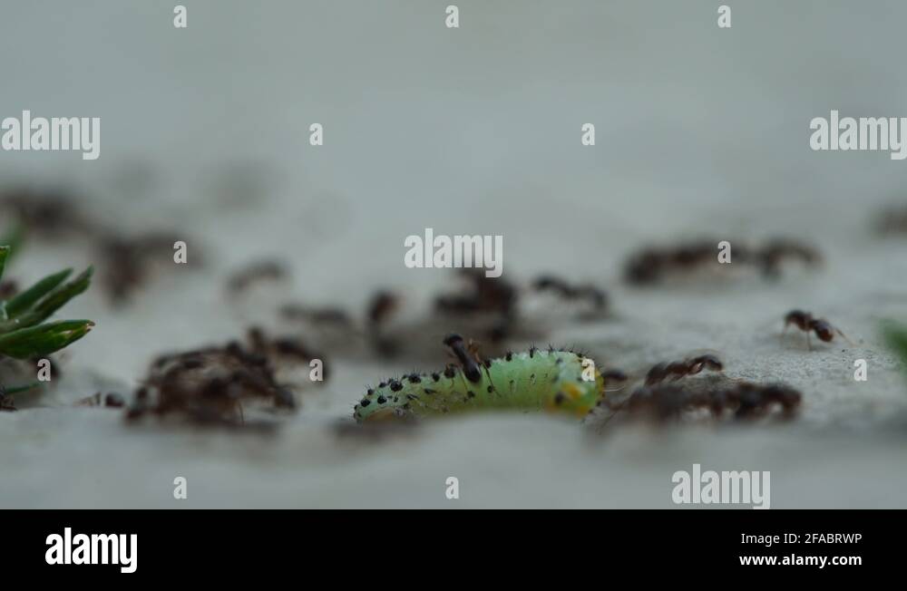 Escape from insects Stock Videos & Footage - HD and 4K Video Clips - Alamy
