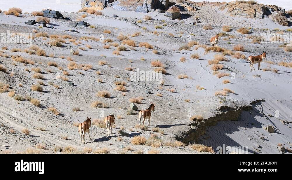 Fauna and indigenous animals of Ladakh, north India. Kiangs or Kyangs ...