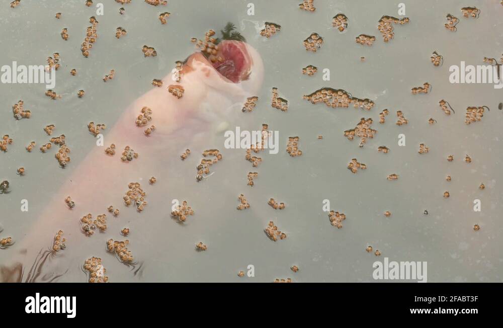 Ruby fish Stock Videos & Footage - HD and 4K Video Clips - Alamy