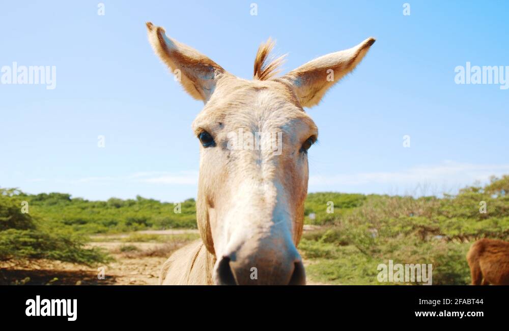 Close up donkeys face Stock Videos & Footage - HD and 4K Video Clips ...