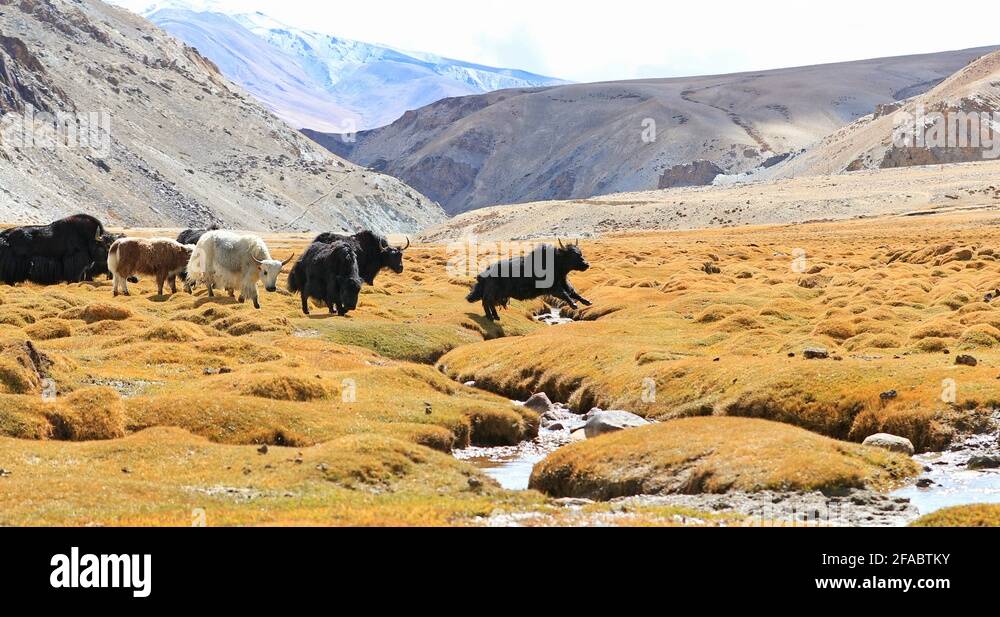 Breeding cattle in Himalaya as part of traditional agriculture. Yaks ...