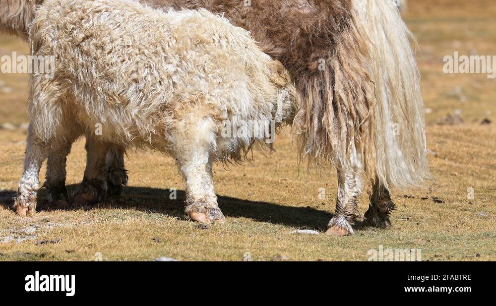 Yak baby calf feeds from mother cow suckling milk. Farmland, Himalaya ...