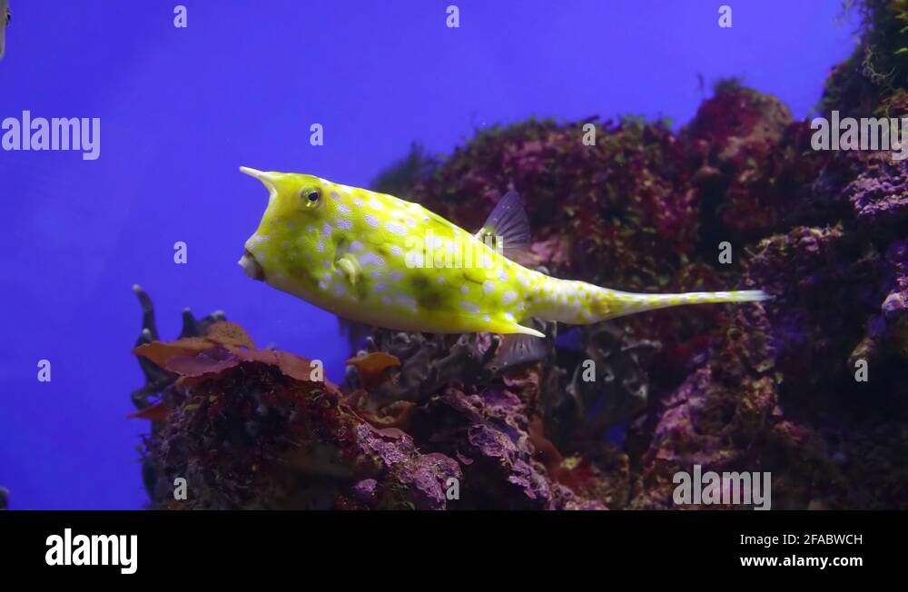 one exotic longhorn cowfish is floating in sea water in background of ...