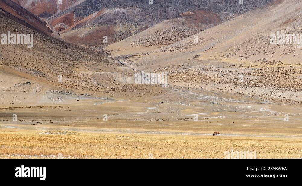 North india landscape Stock Videos & Footage - HD and 4K Video Clips ...