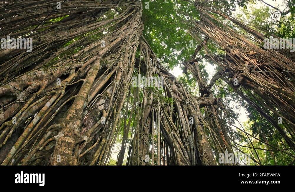 Tropical rainforest canopy foliage. Lianas hanging on branches of tree ...