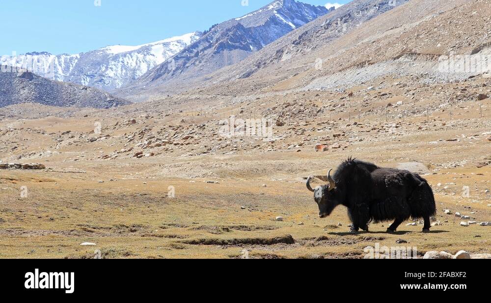 Yak animal Stock Videos & Footage - HD and 4K Video Clips - Alamy