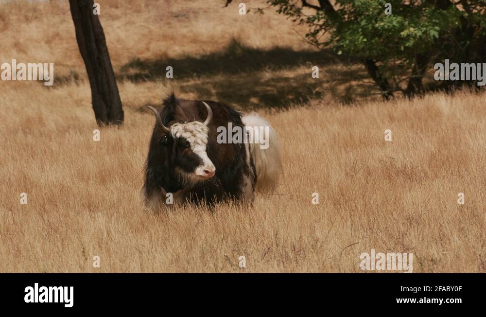 Yak walking Stock Videos & Footage - HD and 4K Video Clips - Alamy