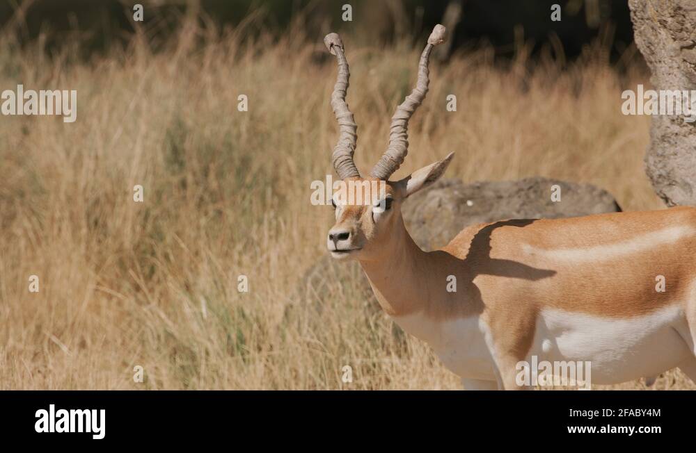 Antelope park Stock Videos & Footage - HD and 4K Video Clips - Alamy