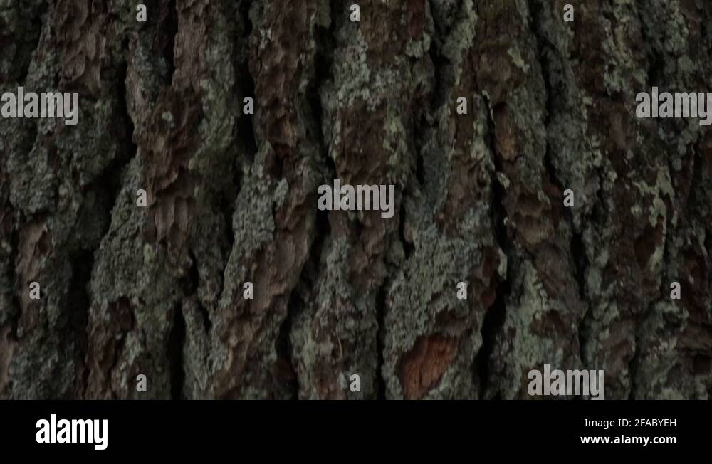 Trunk large tree bark trees Stock Videos & Footage - HD and 4K Video ...