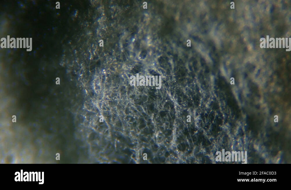 Fungal spore microscope Stock Videos & Footage - HD and 4K Video Clips ...