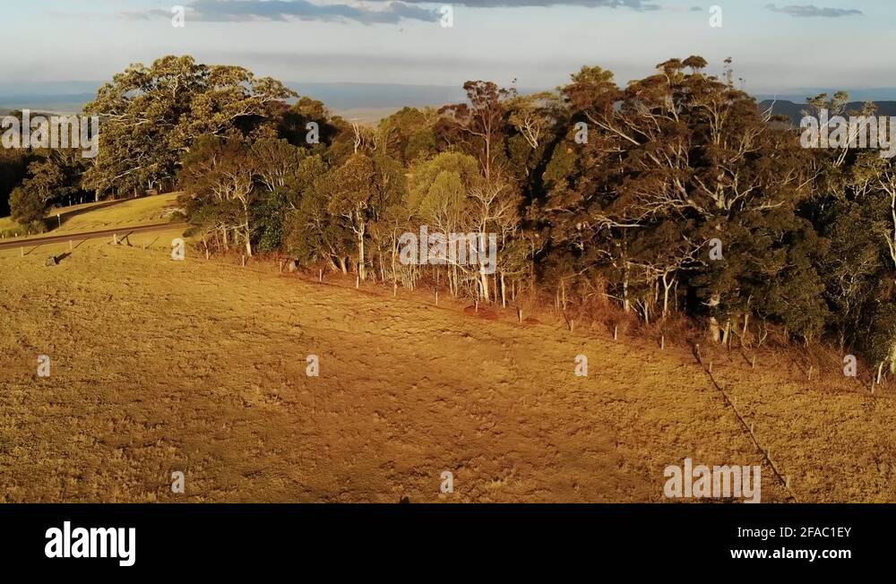 Australian landscape trees Stock Videos & Footage - HD and 4K Video ...