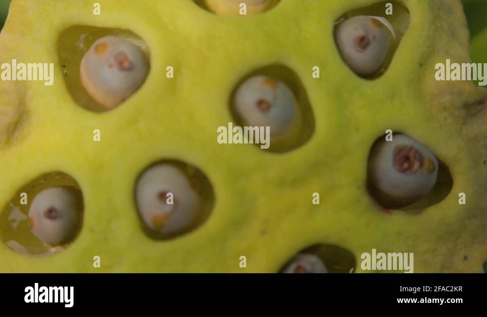 Lotus pod Stock Videos & Footage - HD and 4K Video Clips - Alamy