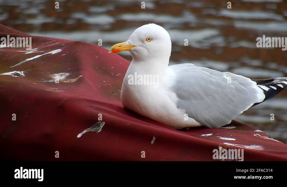 Seagull red eye Stock Videos & Footage - HD and 4K Video Clips - Alamy