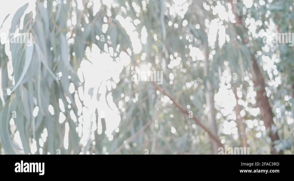 Sun thru trees Stock Videos & Footage - HD and 4K Video Clips - Alamy