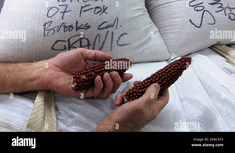 Milled corn Stock Videos & Footage - HD and 4K Video Clips - Alamy