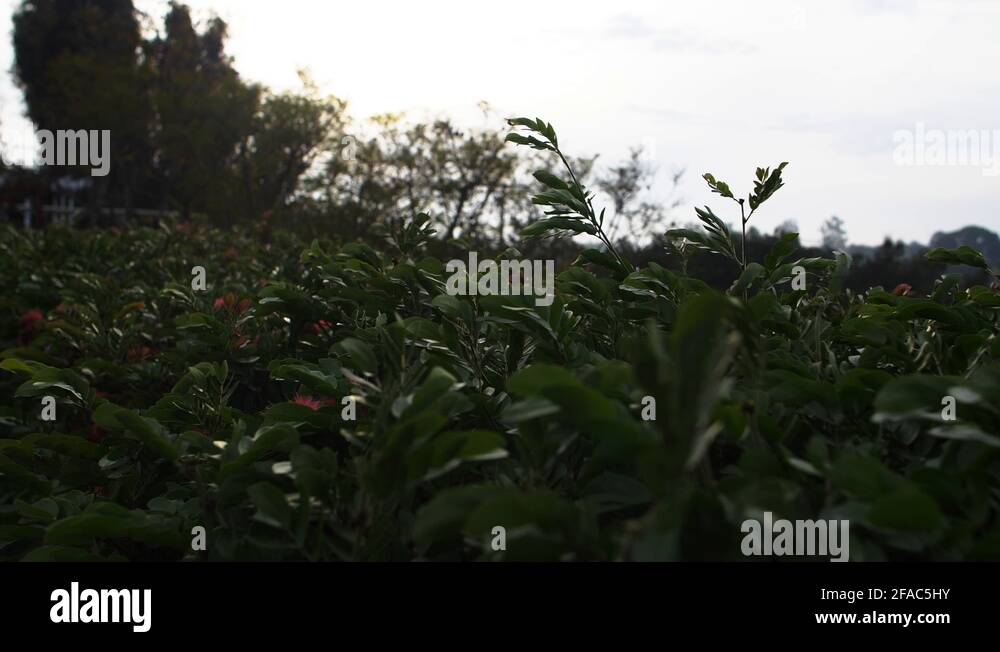 Hedge of flowers Stock Videos & Footage - HD and 4K Video Clips - Alamy