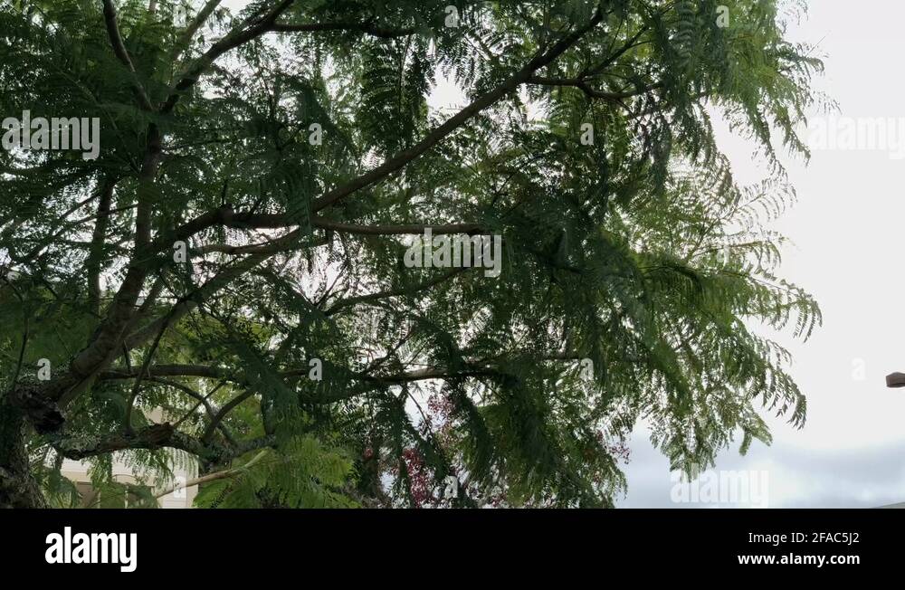 Branches and leaves blowing in the wind Stock Videos & Footage - HD and ...