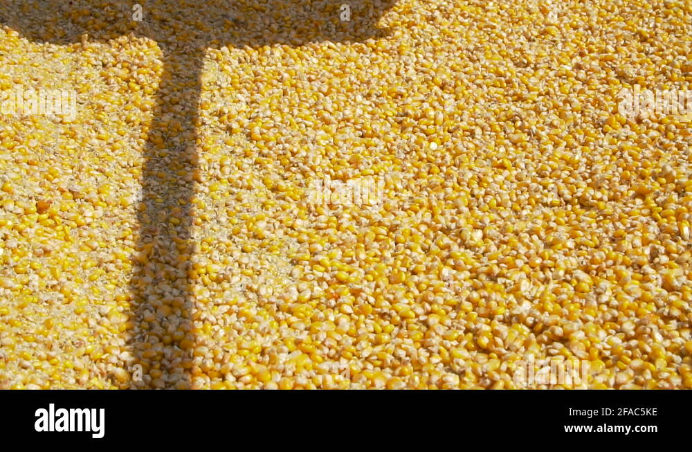 Maize corn yellow pile Stock Videos & Footage - HD and 4K Video Clips ...