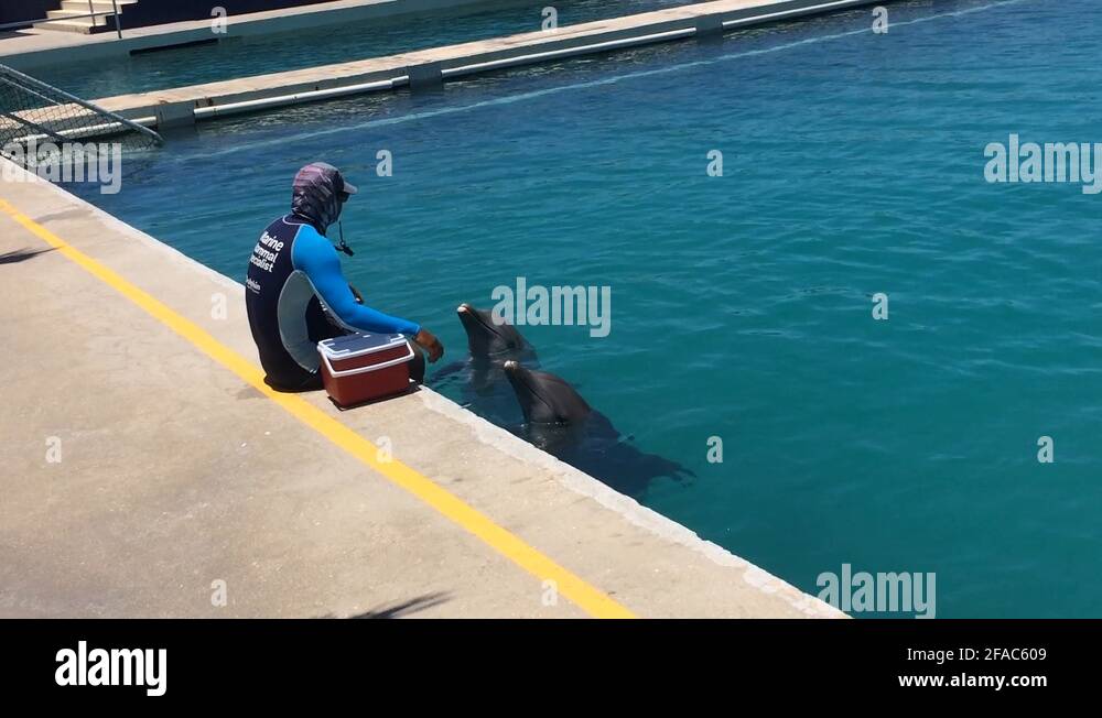 Dolphin flippers Stock Videos & Footage - HD and 4K Video Clips - Alamy