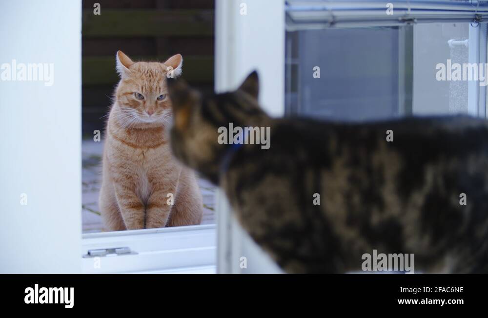 Orange and black doors Stock Videos & Footage - HD and 4K Video Clips ...