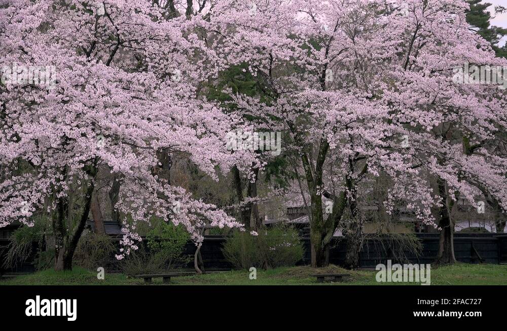 Semboku city Stock Videos & Footage - HD and 4K Video Clips - Alamy