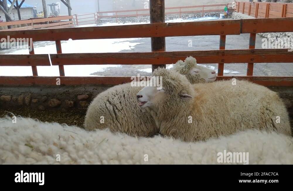 Sleep sheep Stock Videos & Footage - HD and 4K Video Clips - Alamy