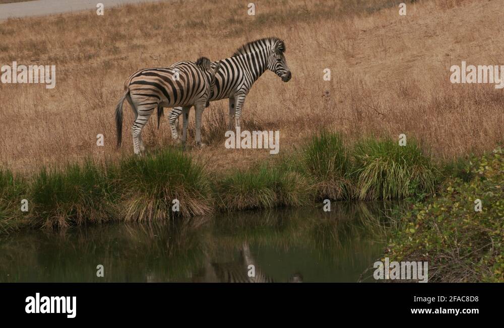 Pond for wildlife Stock Videos & Footage - HD and 4K Video Clips - Alamy