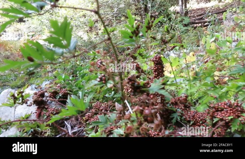 Ladybug nest in woods Stock Video Footage - Alamy