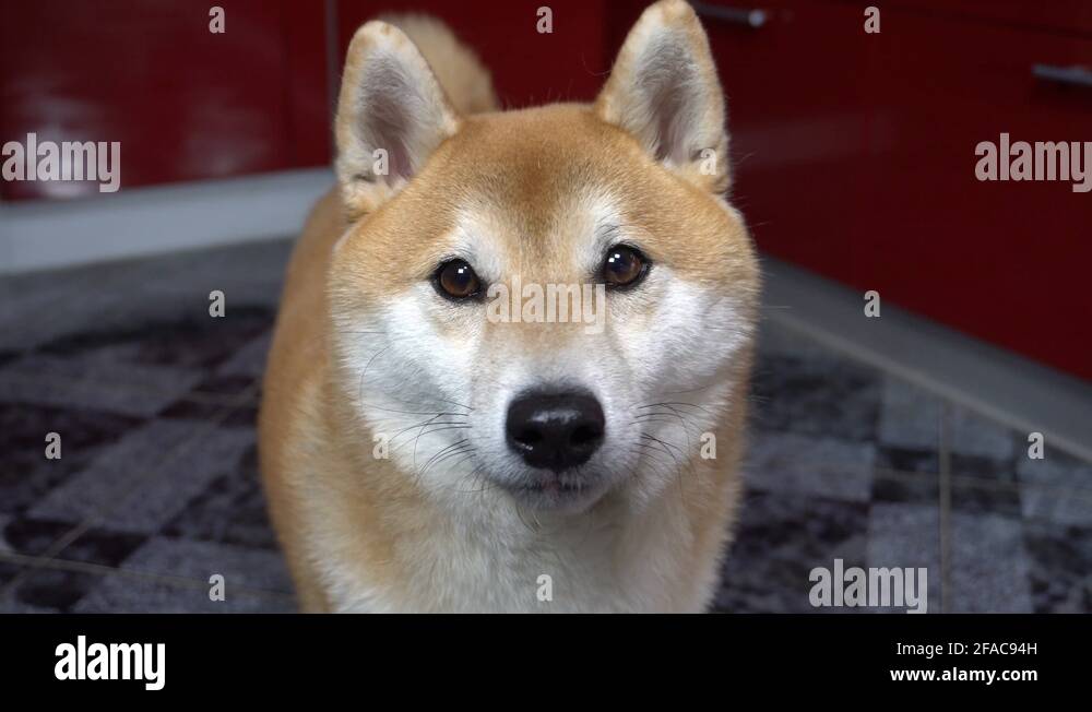 Shiba inu dog licking nose Stock Videos & Footage - HD and 4K Video ...