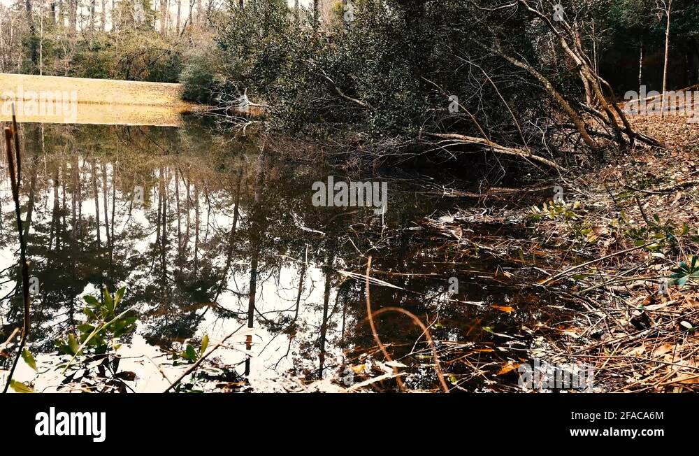 Tree hanging Stock Videos & Footage - HD and 4K Video Clips - Alamy