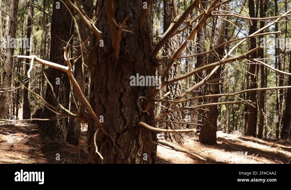 Exploring the spikey branches of a pine tree, jutting outwards, lacking ...