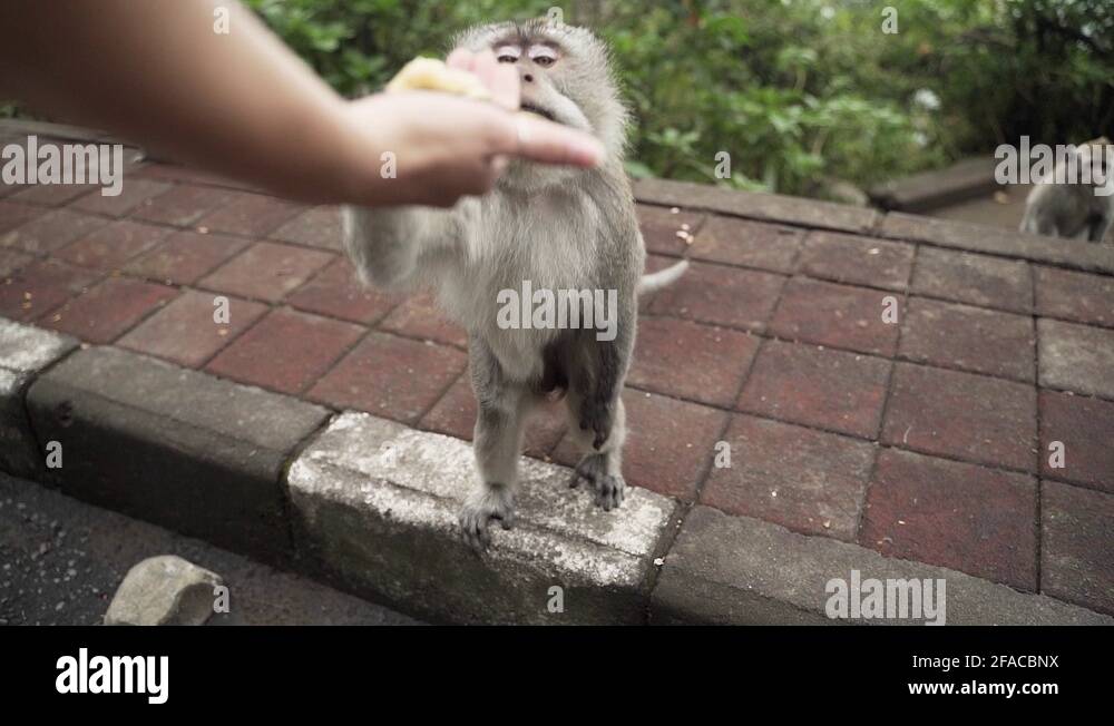 Ape hand out Stock Videos & Footage - HD and 4K Video Clips - Alamy
